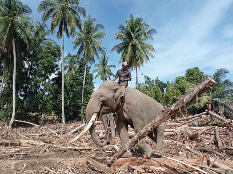 Gajah Bantu Pemulihan Lingkungan Pascabanjir, BKSDA Aceh Pastikan ...
